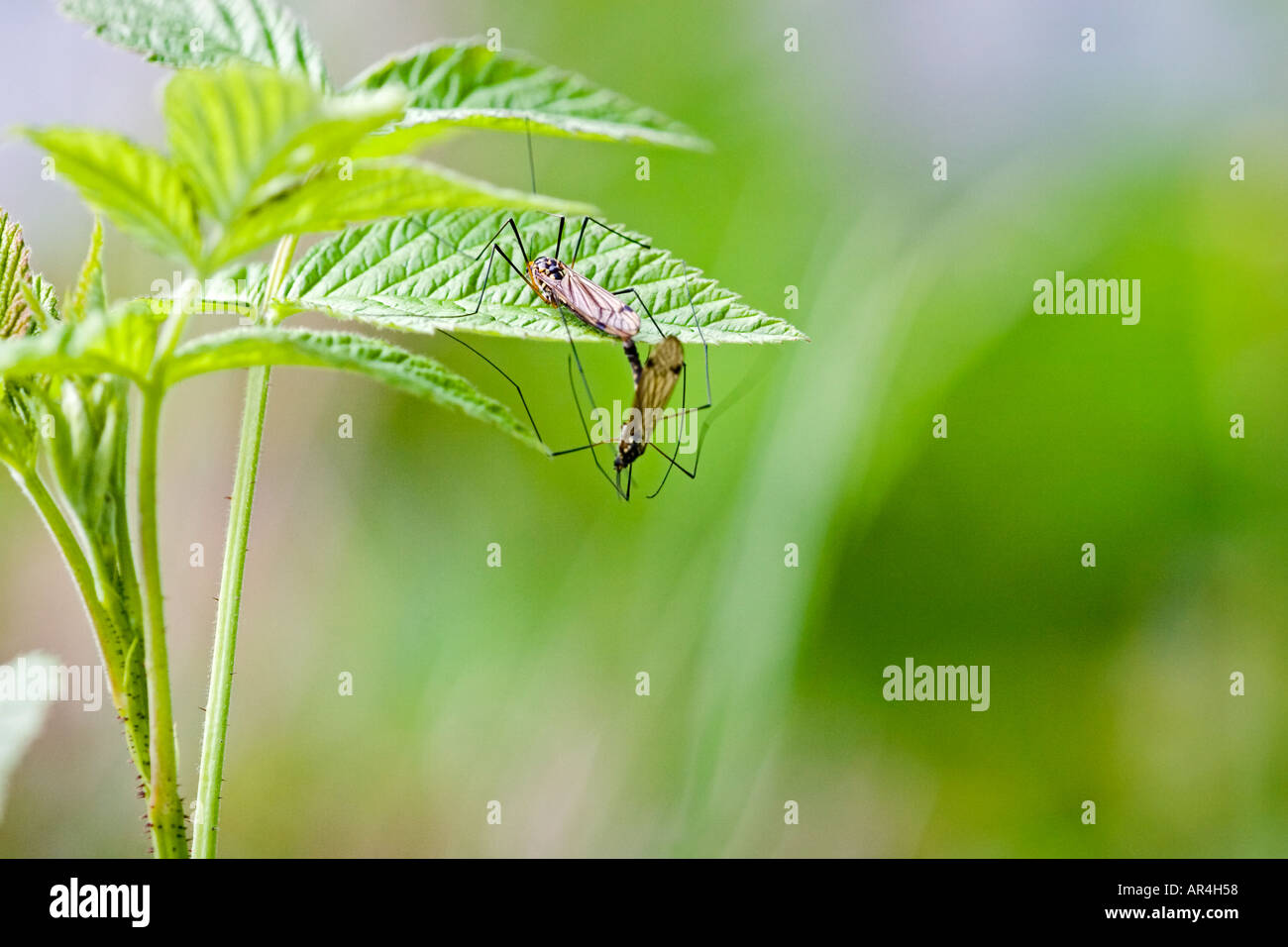 Mating season spring hi-res stock photography and images - Alamy
