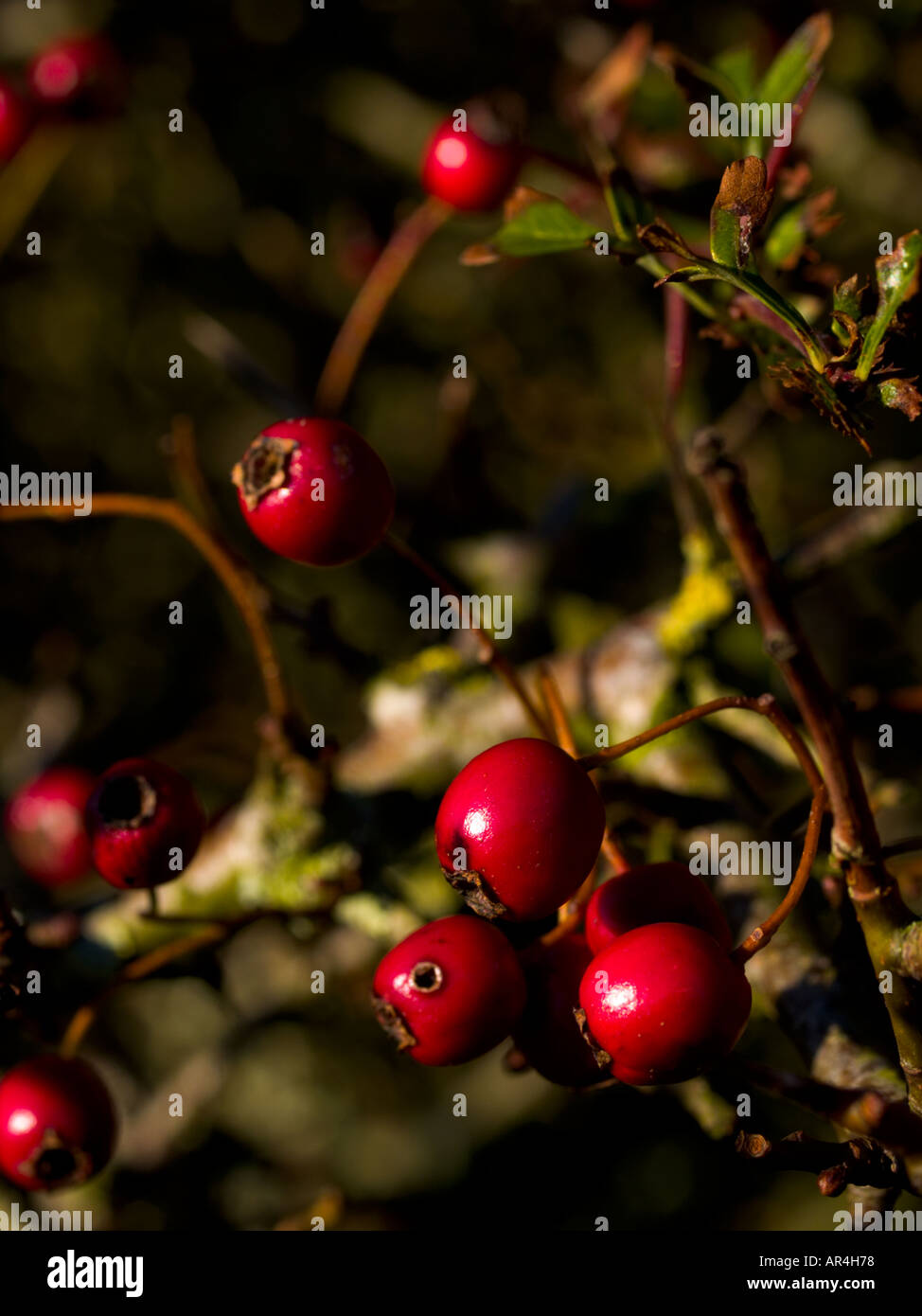 A group of glistening red berries growing on a hedge row Stock Photo ...
