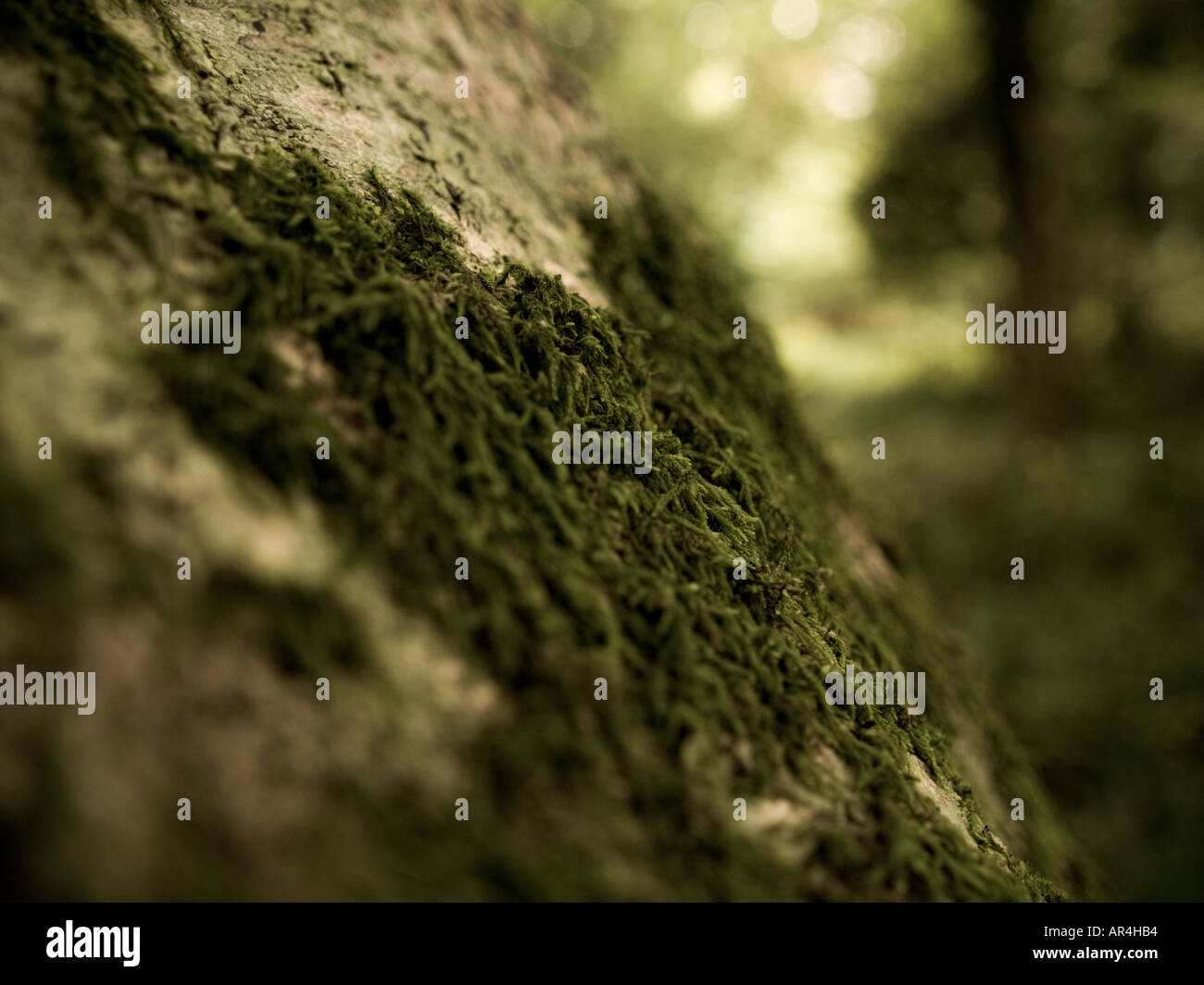 Moss growing on the side of a tree Stock Photo - Alamy