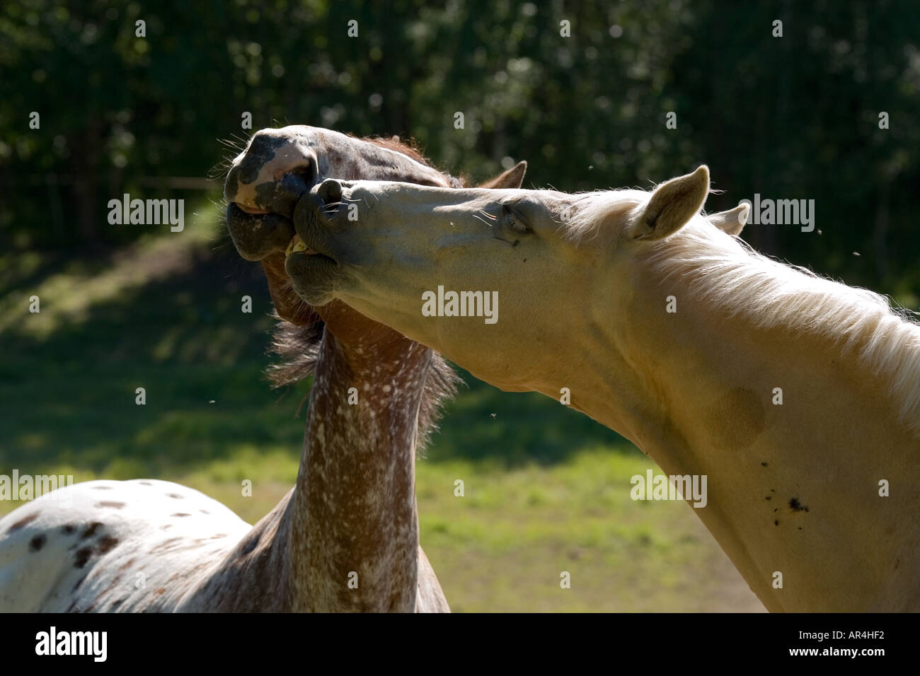 Pair of playful horses hi-res stock photography and images - Alamy