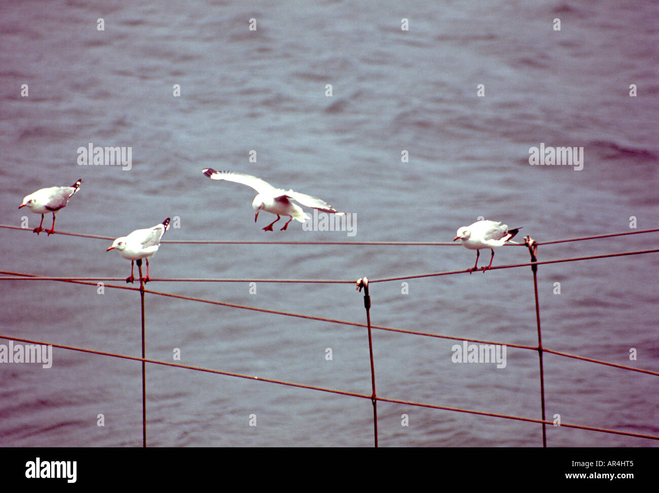 Birds in balance Stock Photo - Alamy