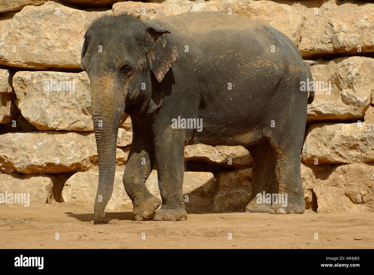 Young asian elephant Elephas maximus in the Tisch Family Zoological ...