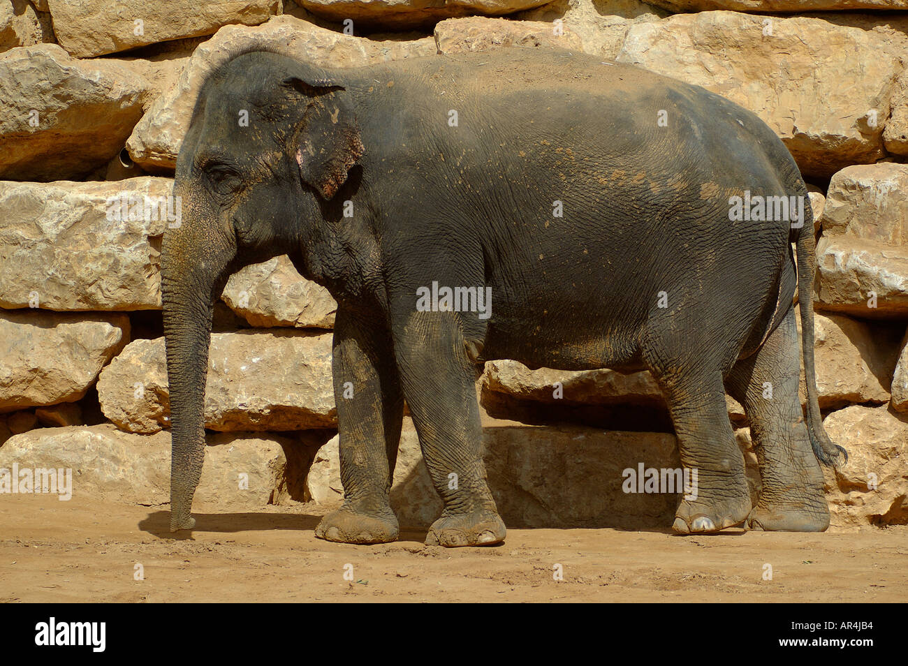 Young Asian elephant Elephas maximus in the Tisch Family Zoological ...