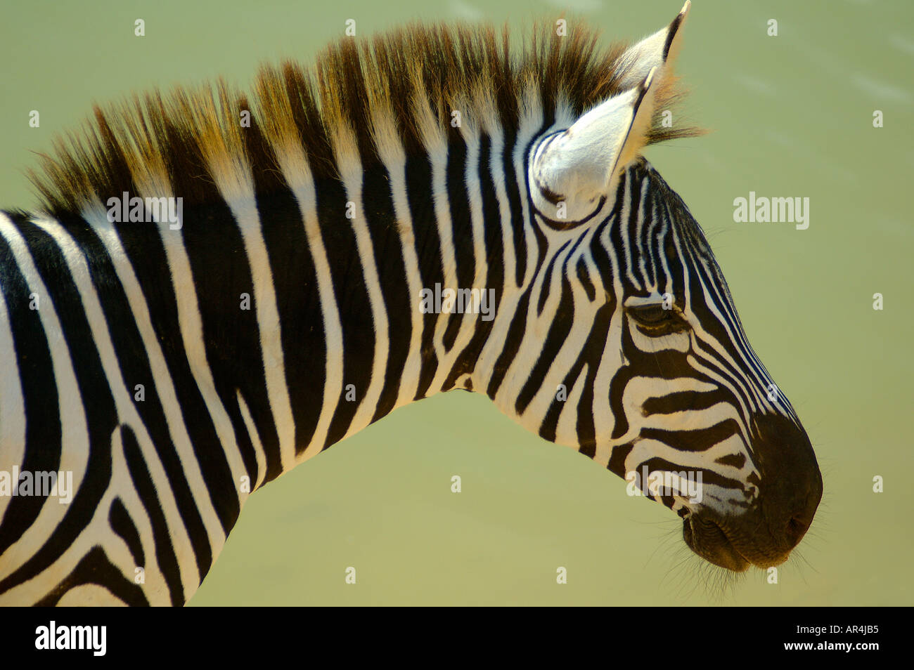Wild zebra head profile close up hi-res stock photography and images ...