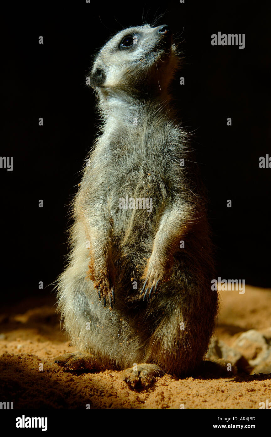 Suricatte hi-res stock photography and images - Alamy