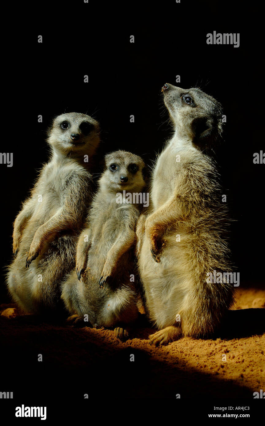 Suricatte hi-res stock photography and images - Alamy