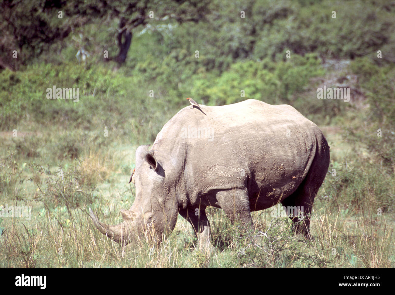 White rhinoceros and cleaning bird Stock Photo - Alamy