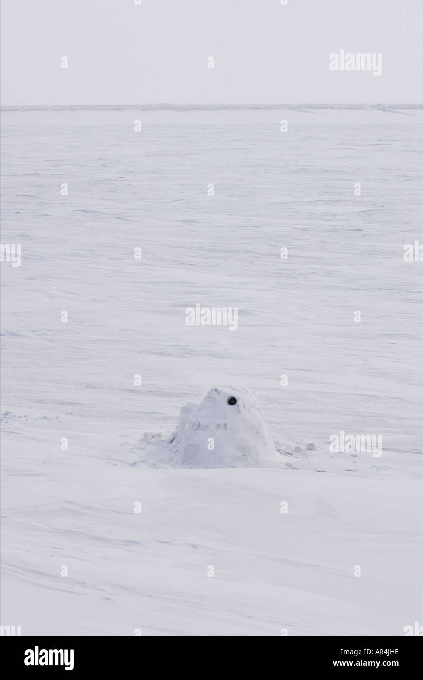 Photographing polar bears hi-res stock photography and images - Alamy