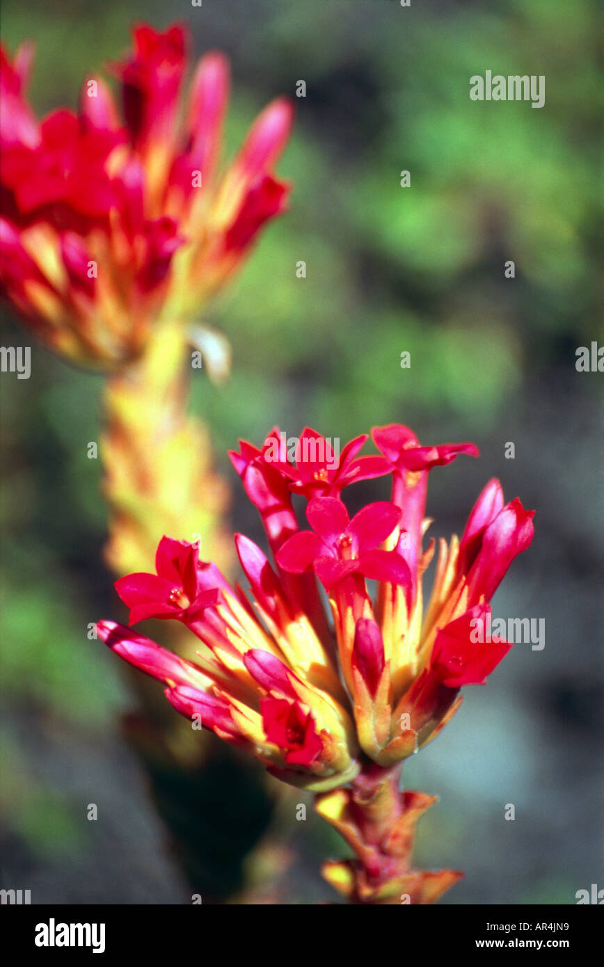 Table Mountain Flower Stock Photo - Alamy