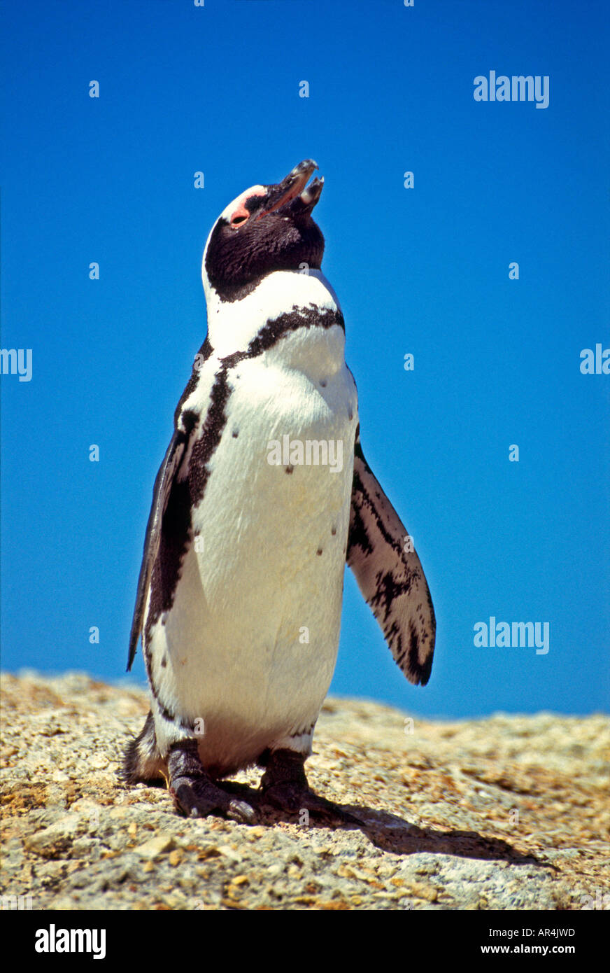 Penguins on the Beach Stock Photo - Alamy