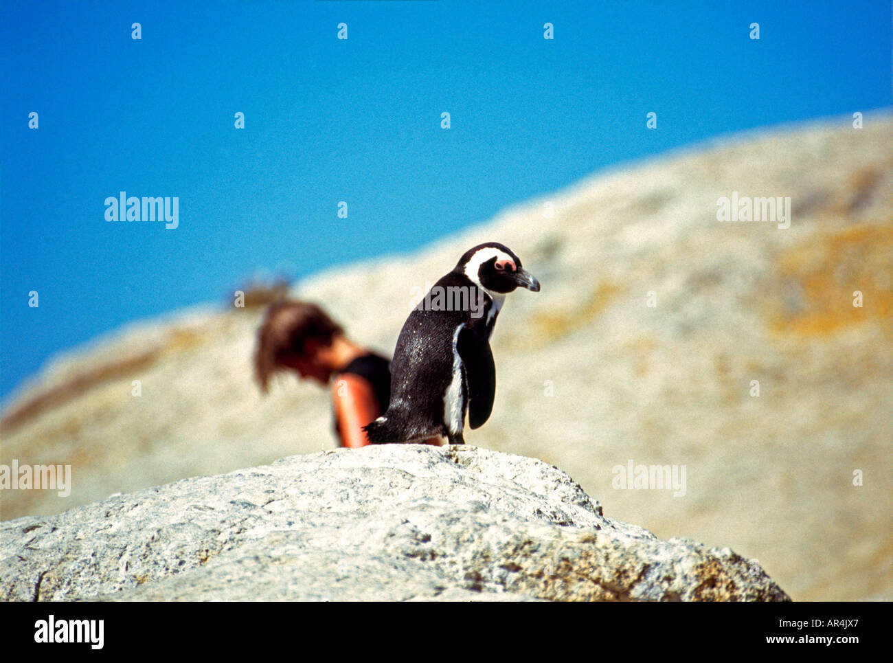 Penguins on the Beach Stock Photo - Alamy