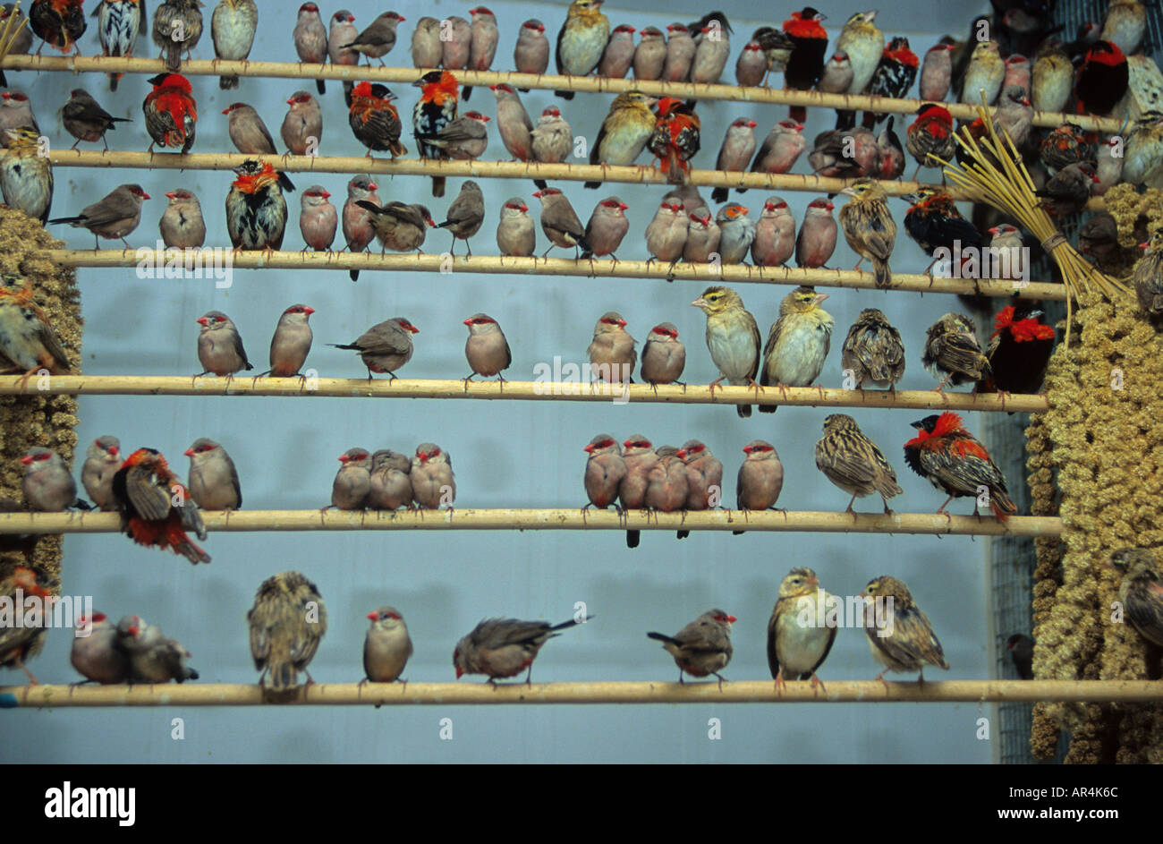 Imported bird hi-res stock photography and images - Alamy