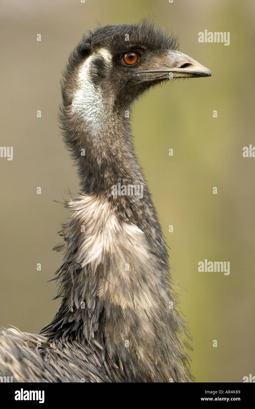 EMU Dromaius novaehollandiae Stock Photo - Alamy