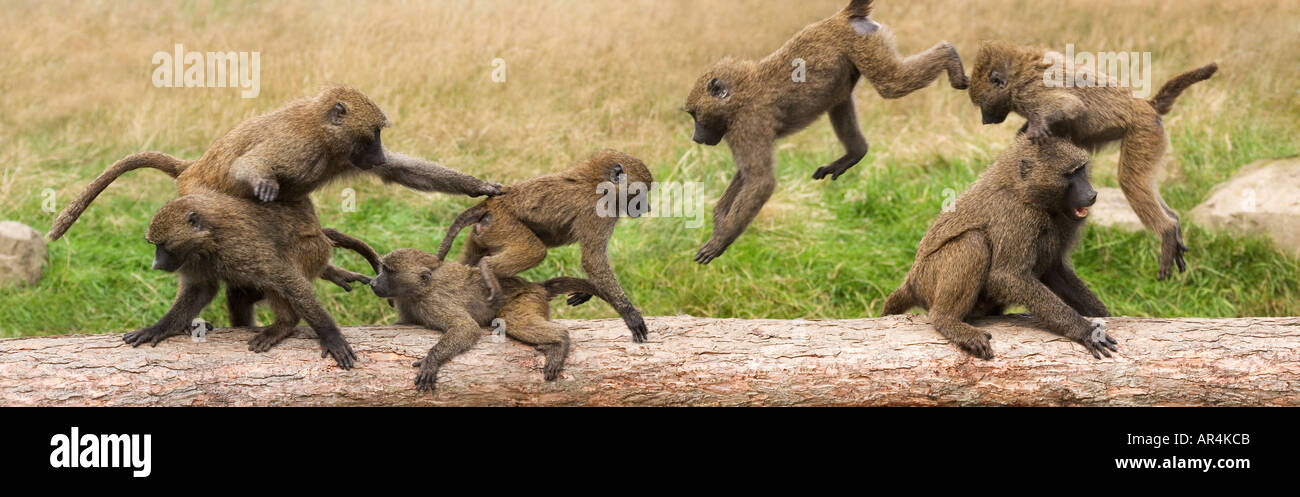 Baboon Papio anubis Stock Photo - Alamy