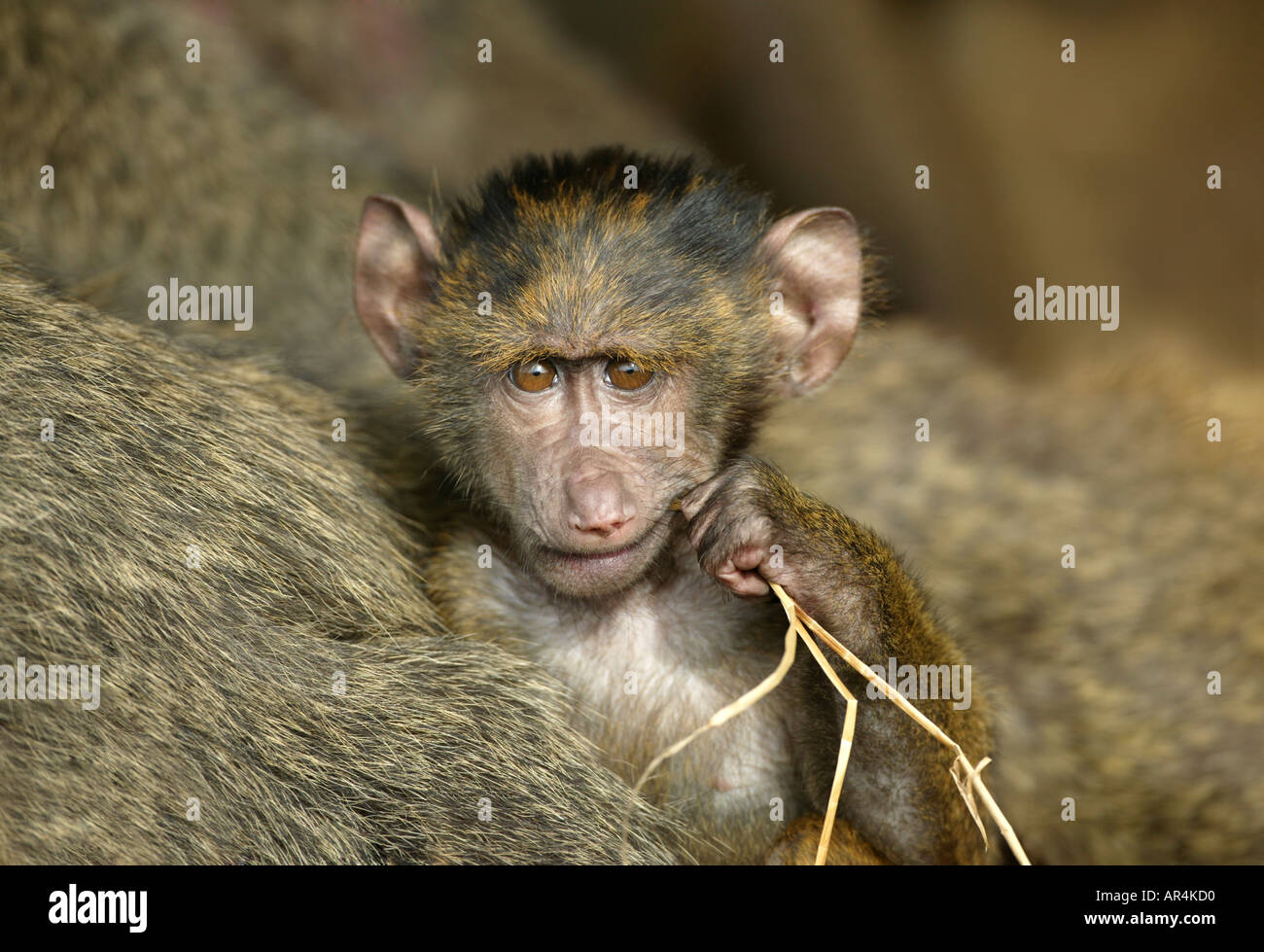 Natural history baboon hi-res stock photography and images - Alamy