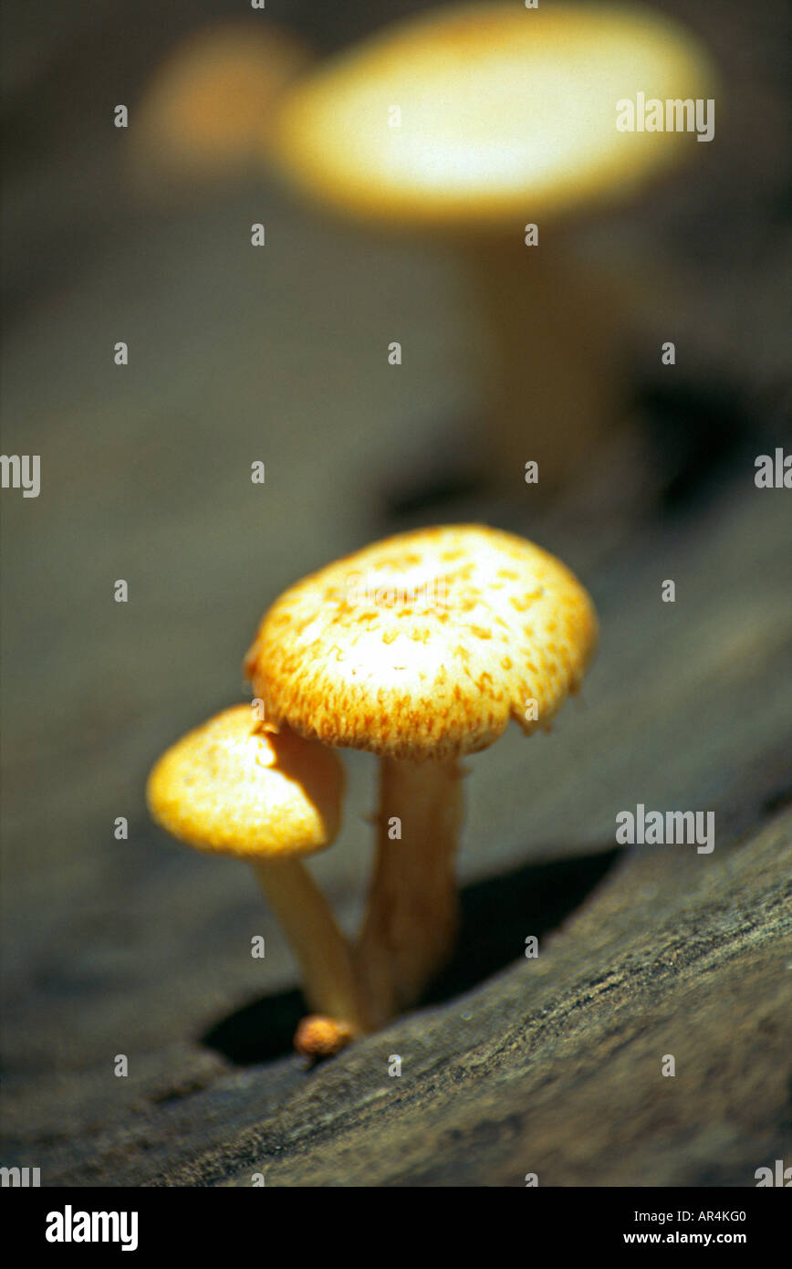 Malkerns hi-res stock photography and images - Alamy