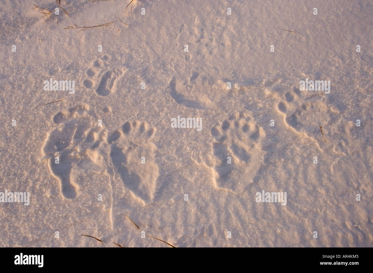 polar bears sow and cubs cub tracks outside a recently vacated den site ...