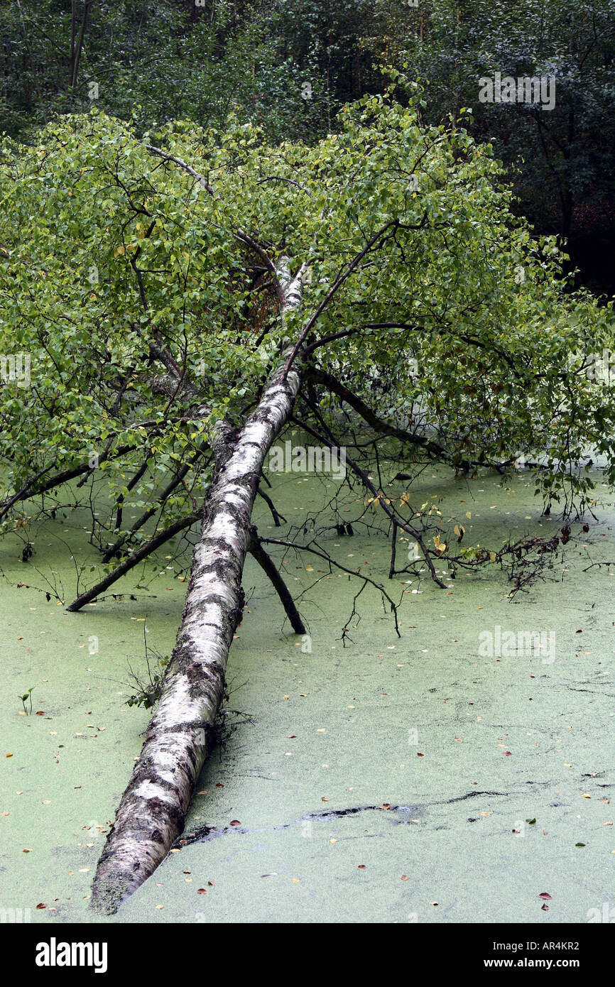 forest tree in the water Stock Photo - Alamy