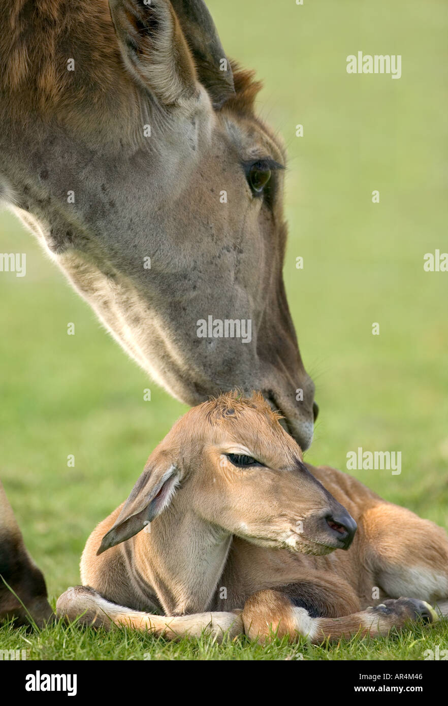 Eland calf hi-res stock photography and images - Alamy