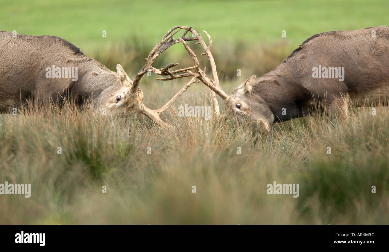 PERE DAVID DEER Elaphurus davidianus Stock Photo - Alamy