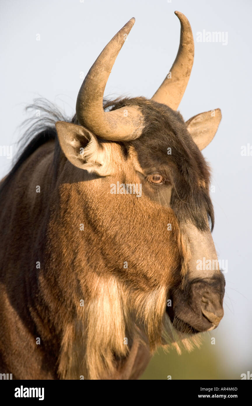 Wildebeest head african wildlife hi-res stock photography and images ...