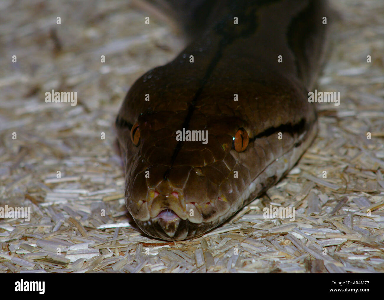 Head of a python Stock Photo - Alamy