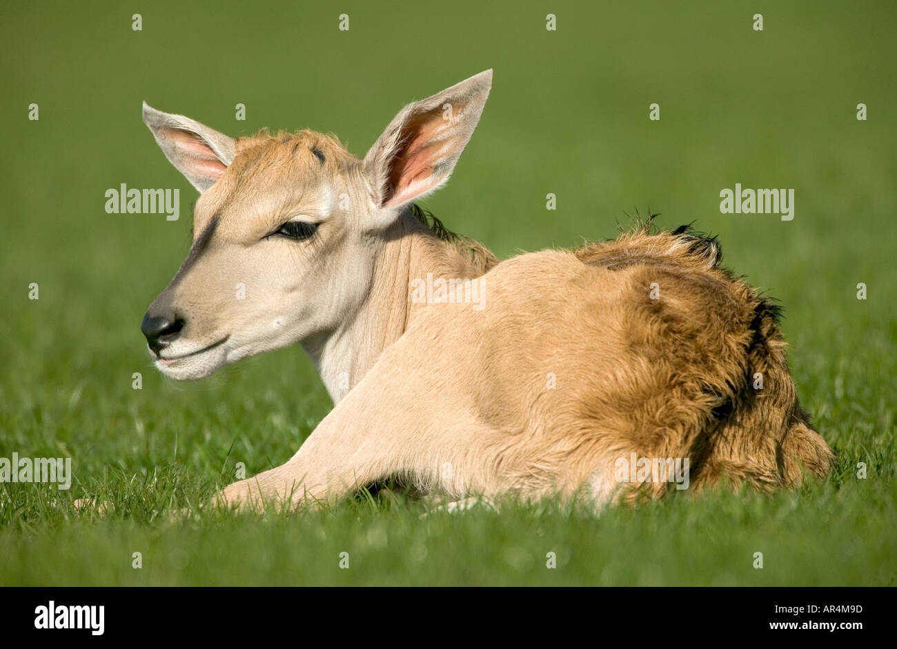 Eland calf hi-res stock photography and images - Alamy