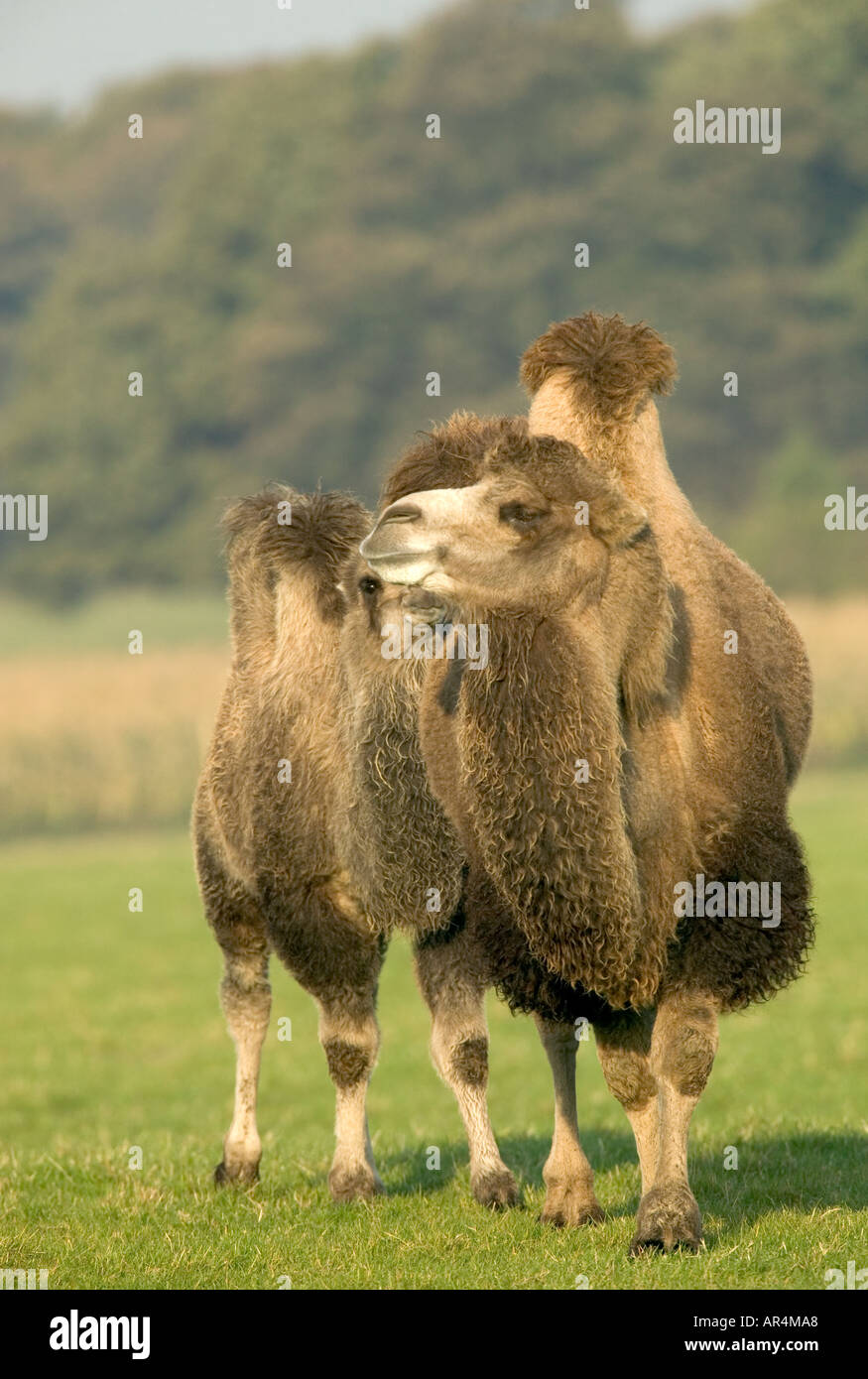 Camel Camelus bactrianus Stock Photo - Alamy