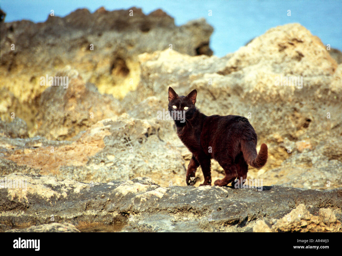 Black Cat on the rocks Stock Photo - Alamy