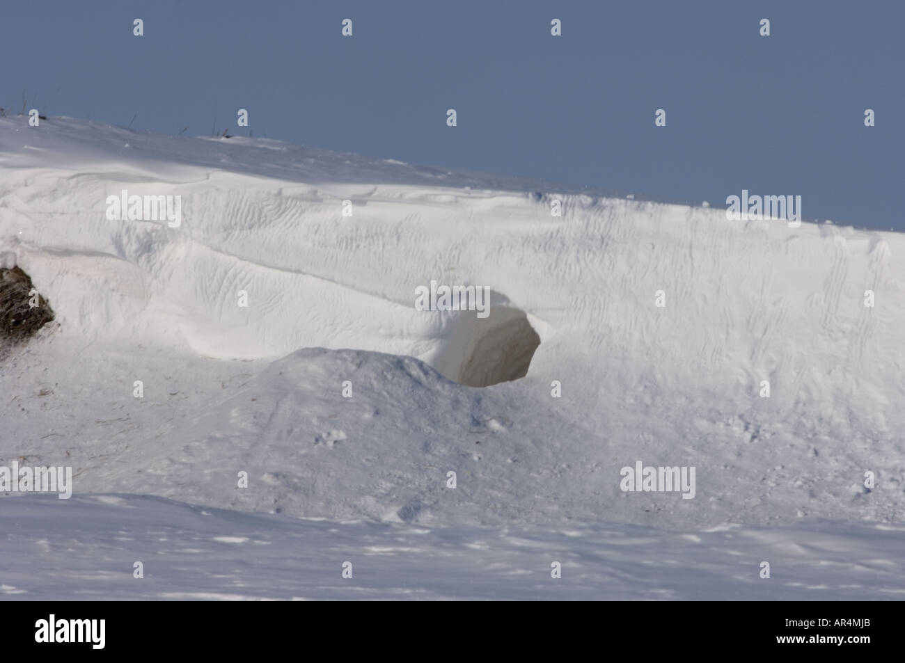 polar bear Ursus maritimus den along the Arctic coast eastern Arctic ...