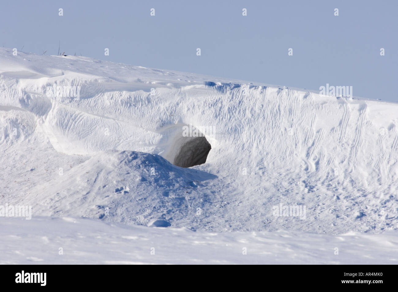 polar bear Ursus maritimus den along the Arctic coast eastern Arctic ...