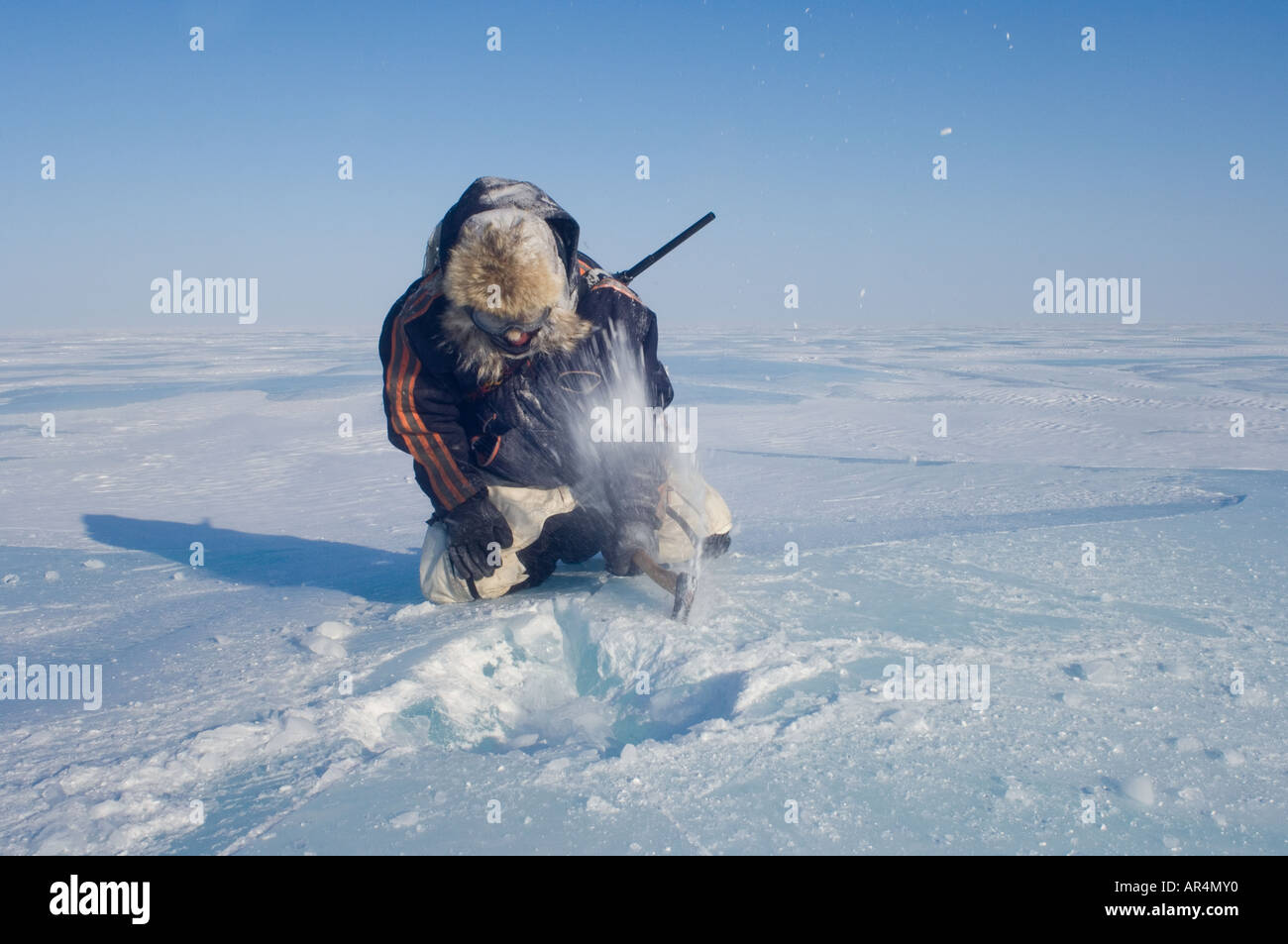 inupiat guide cuts an ice block out to melt for drinking water along ...