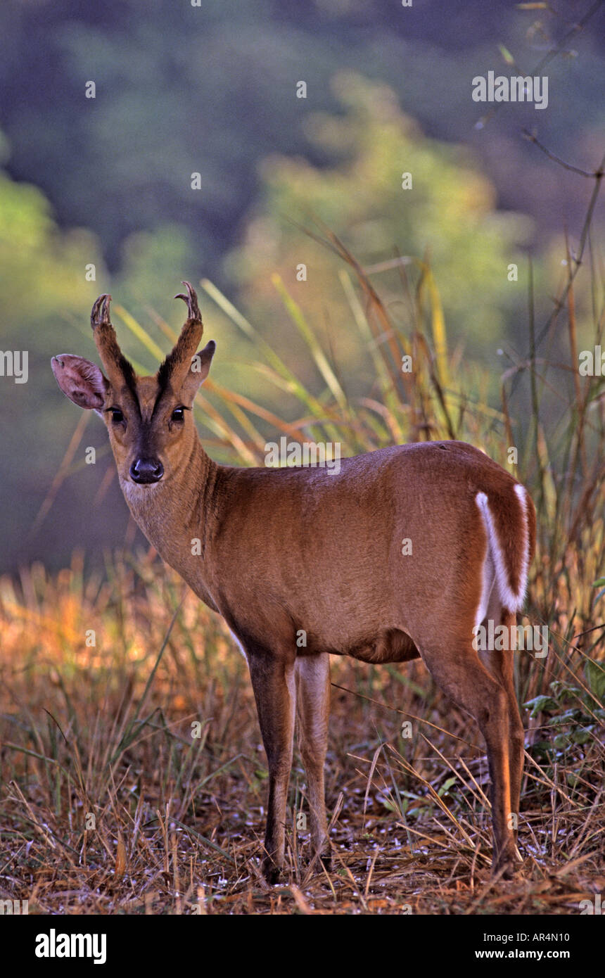 Male Indian muntjac Muntiacus muntjac South and Southeast Asia Khao Yai ...