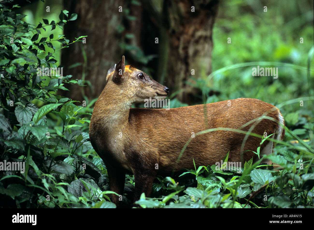 Female Indian muntjac Muntiacus muntjac South and Southeast Asia ...