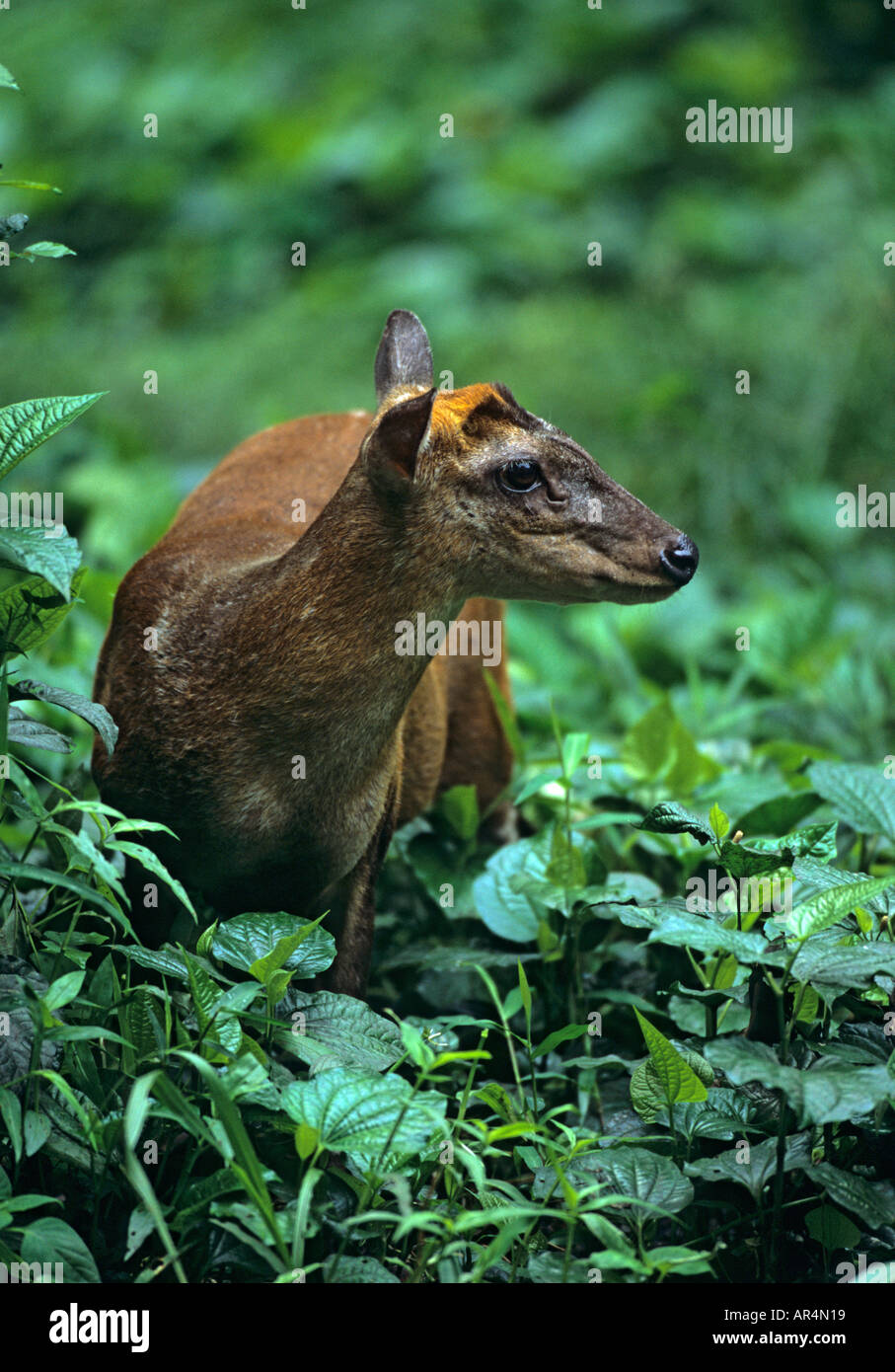 Female Indian muntjac Muntiacus muntjac South and Southeast Asia ...