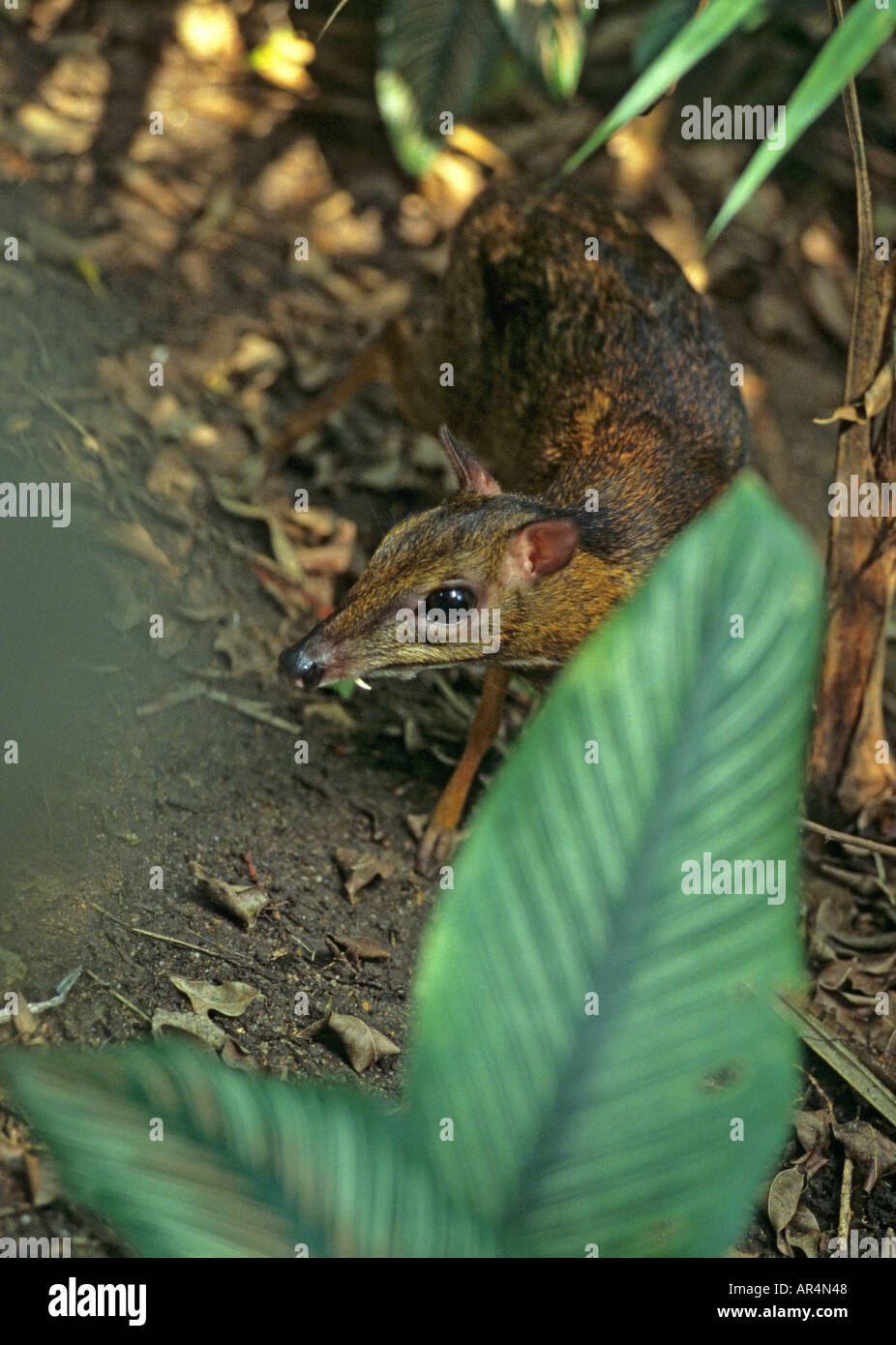 Lesser mouse deer female Tragulus javanicus Southeast Asia Captive ...