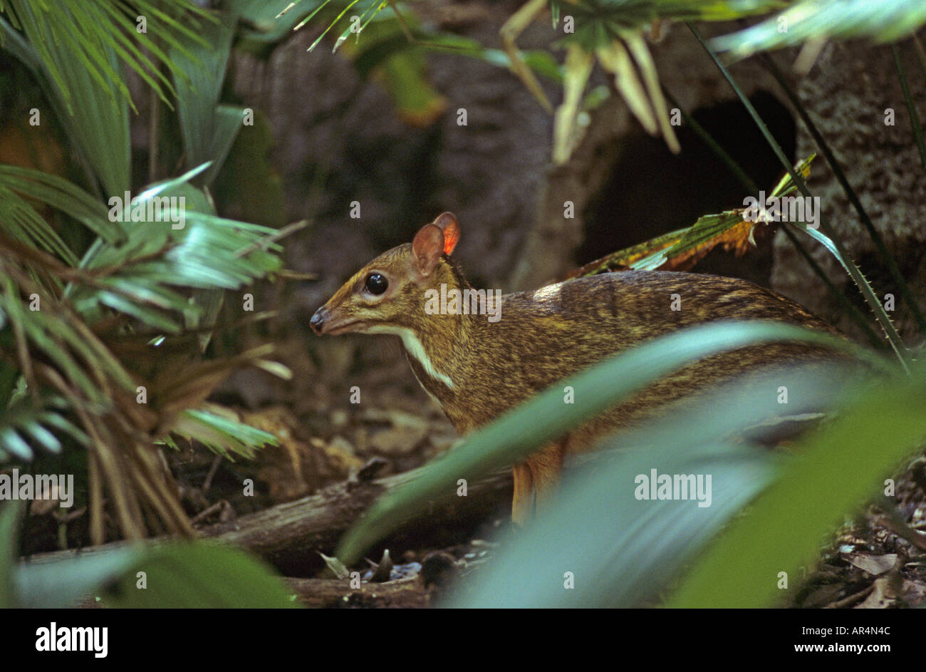 Mouse deer tusks hi-res stock photography and images - Alamy