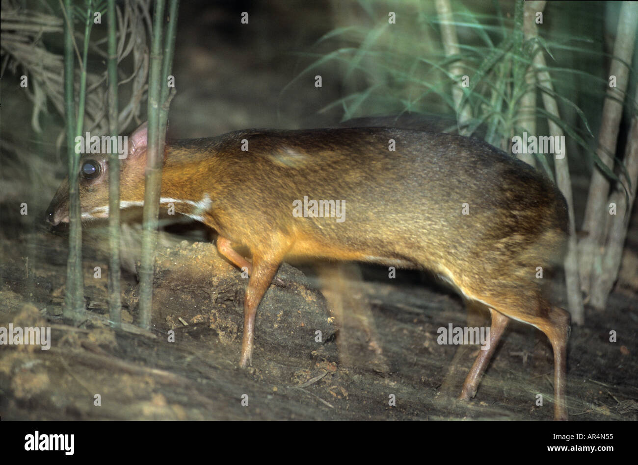 Lesser mouse deer female Tragulus javanicus Southeast Asia Captive ...