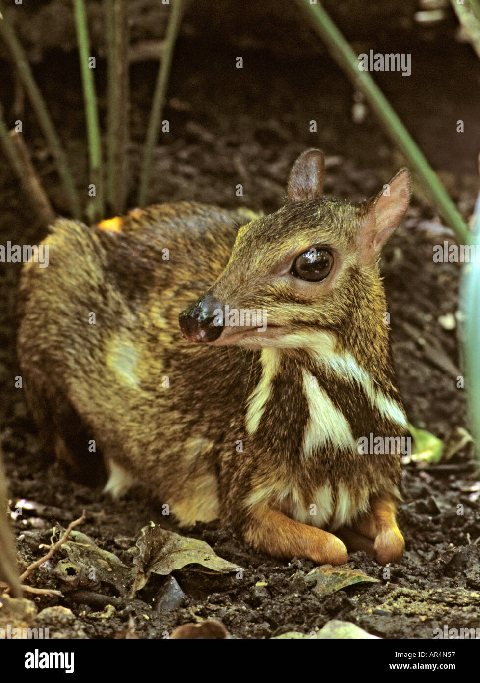 Tragulidae hi-res stock photography and images - Alamy