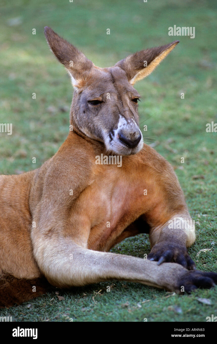 Red kangaroo Australia captive Stock Photo - Alamy