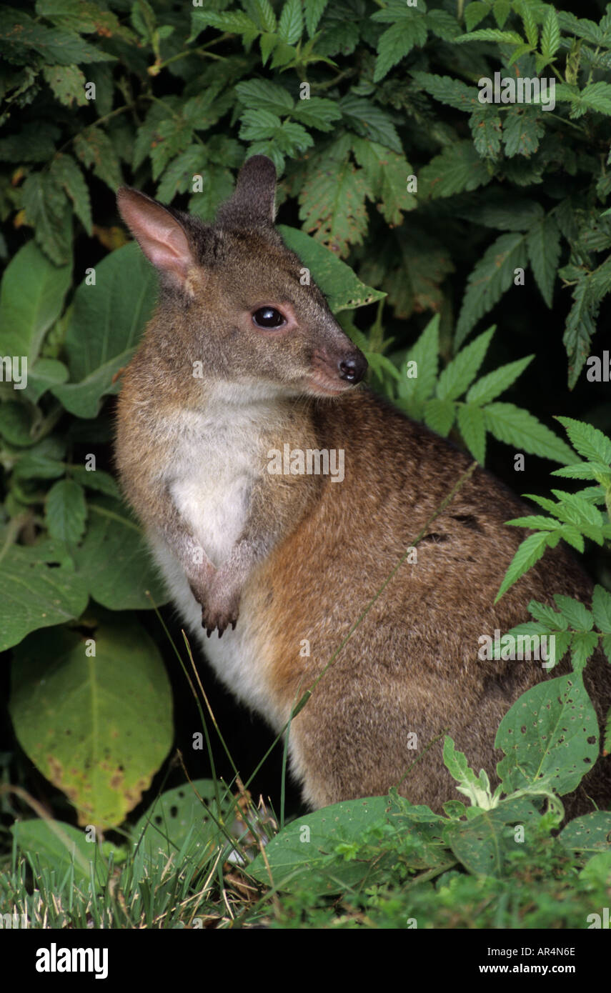 Red necked pademelon Thylogale thetis Lamington National Park ...