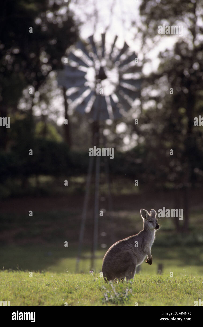 Wallaroo (Macropus robustus) and wind powered water pump, Queensland ...