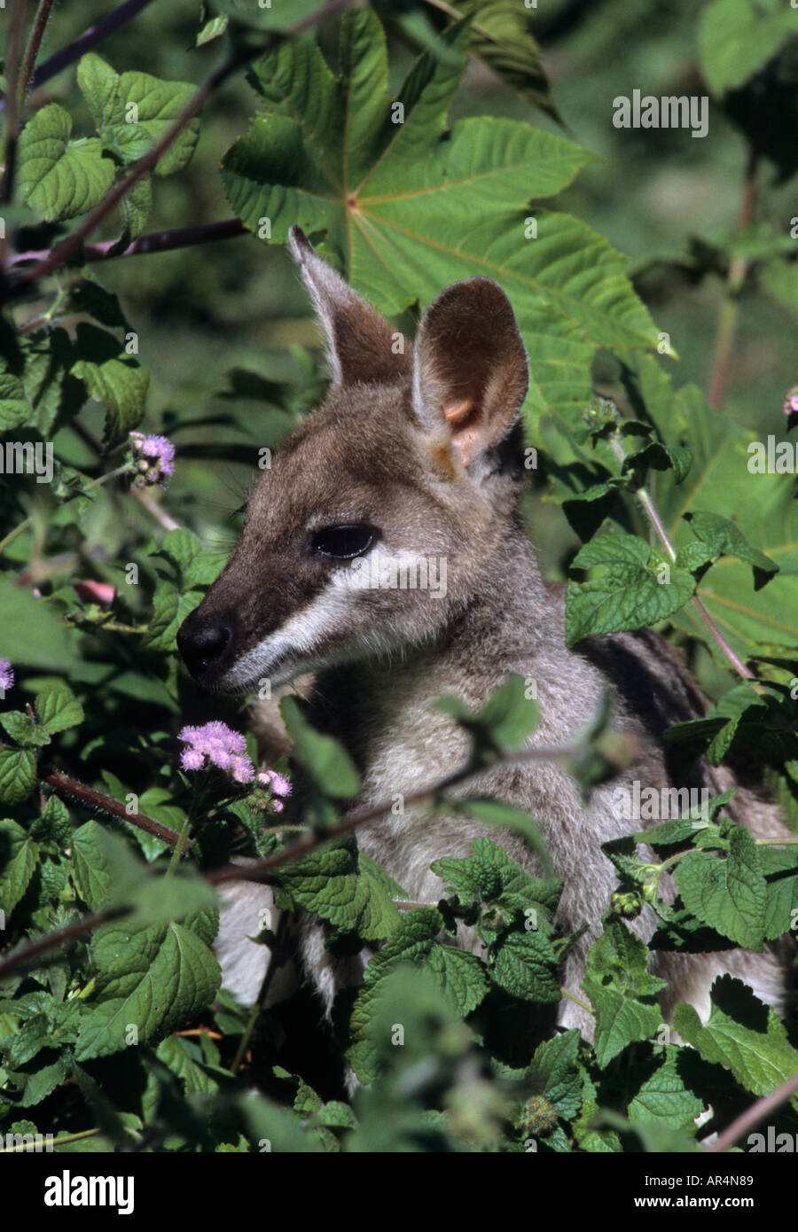 Notamacropus parryi hi-res stock photography and images - Alamy