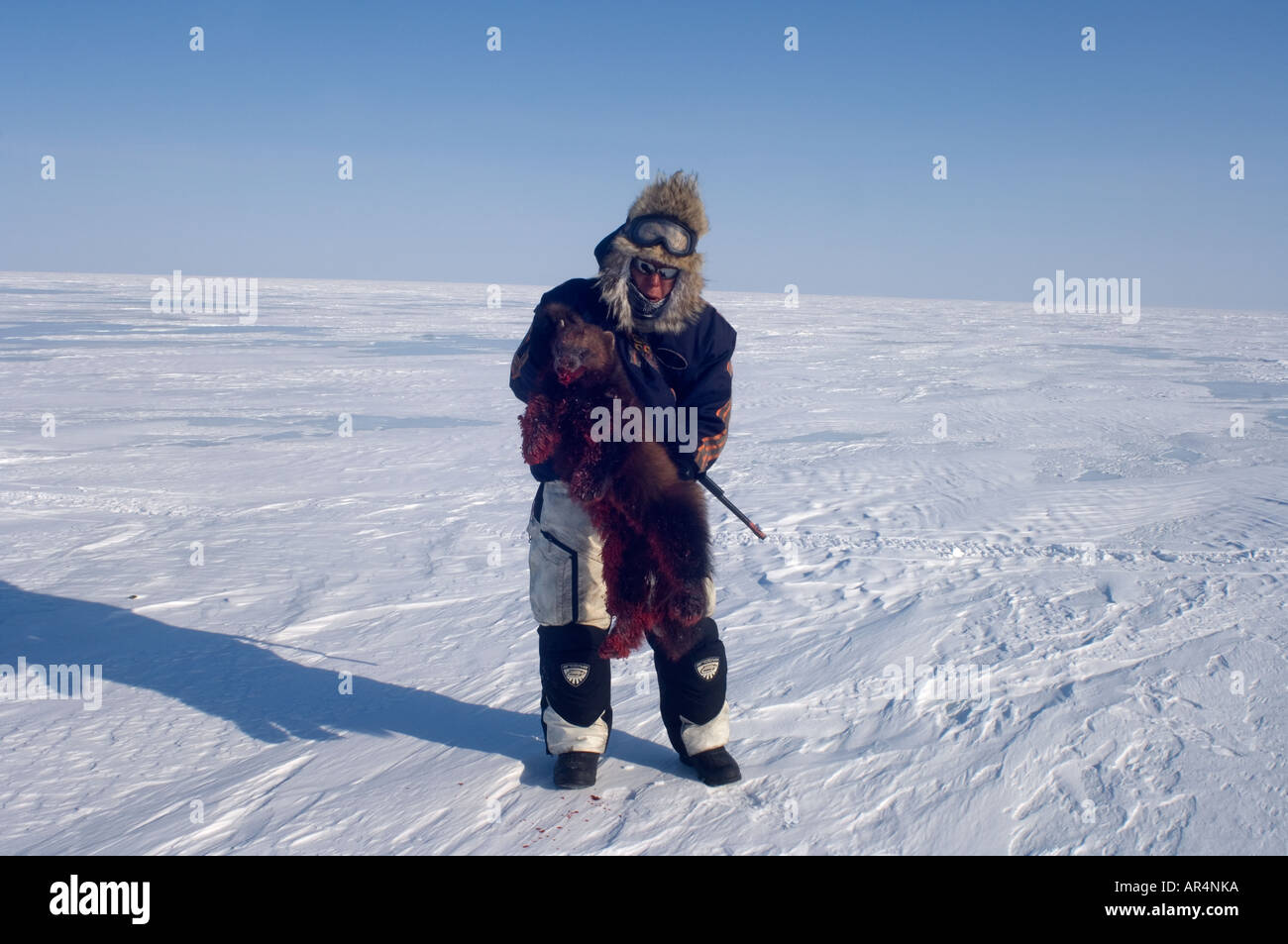 inupiat guide with a wolverine Gulo gulo catch along the Arctic coast ...