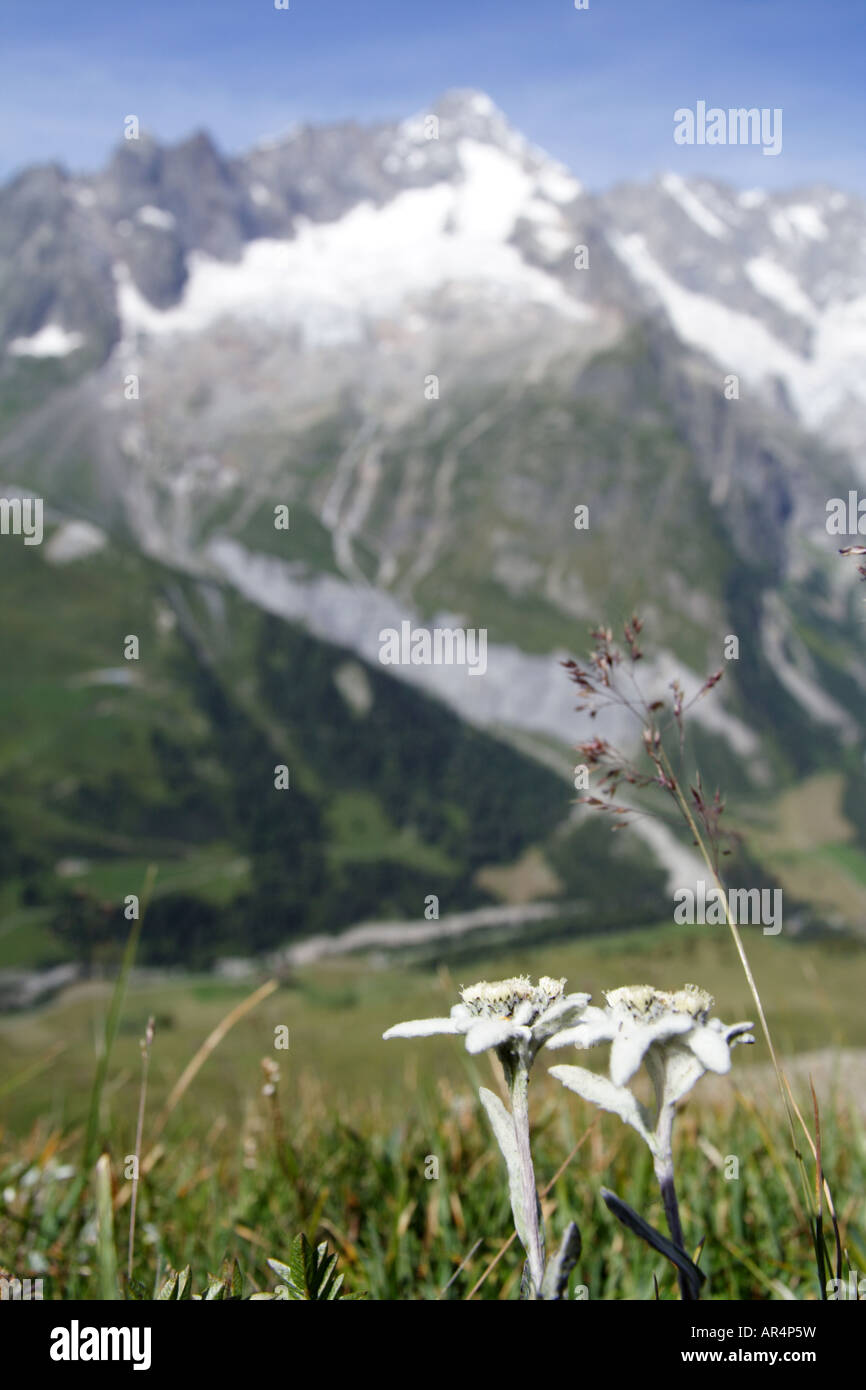 Two edelweiss in the Swiss Alps Stock Photo - Alamy