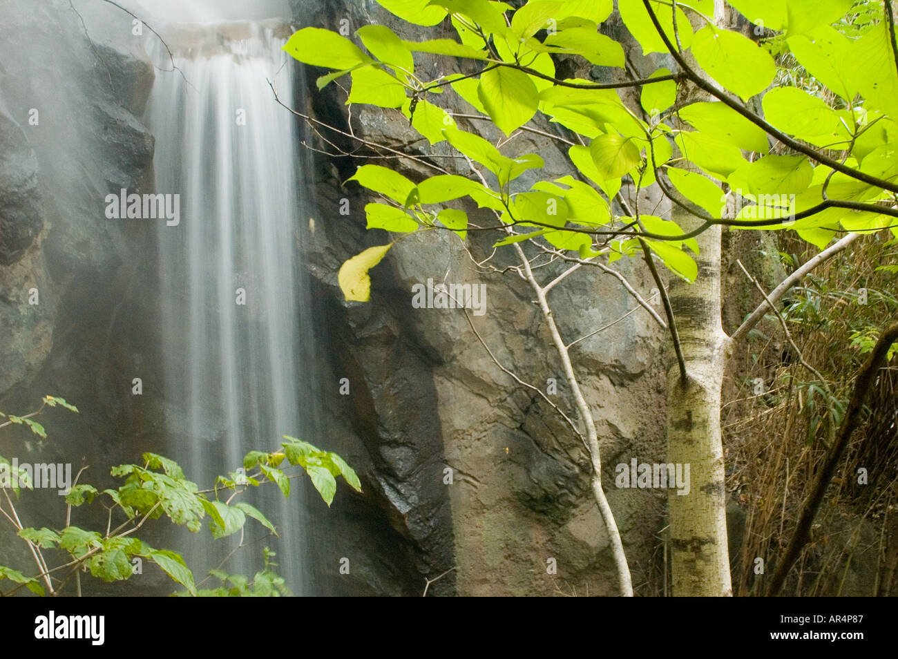 Waterfall and beech tree Stock Photo - Alamy