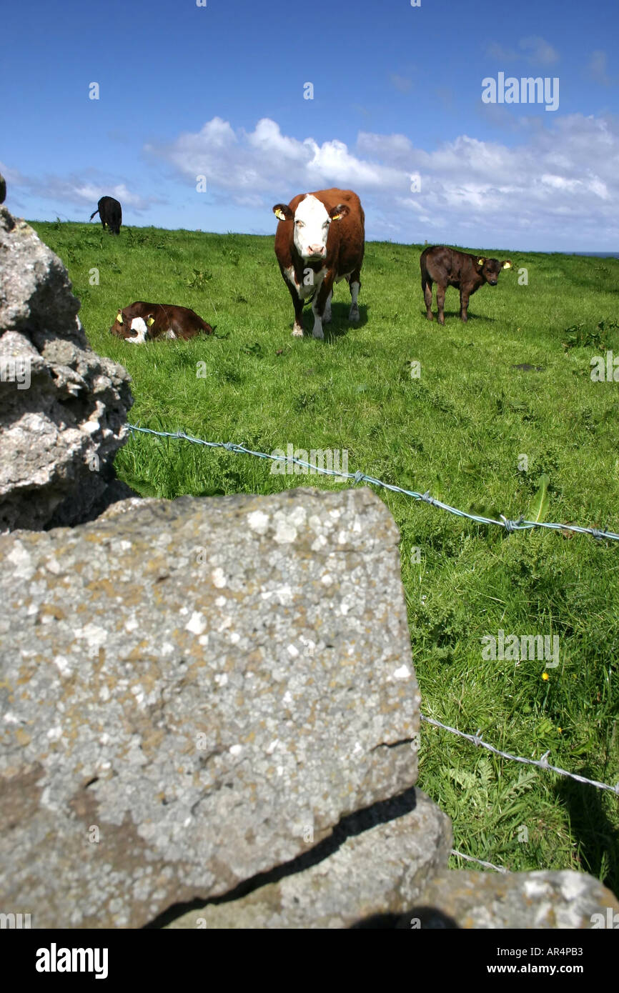 Northern ireland uk cattle field grazing hi-res stock photography and ...