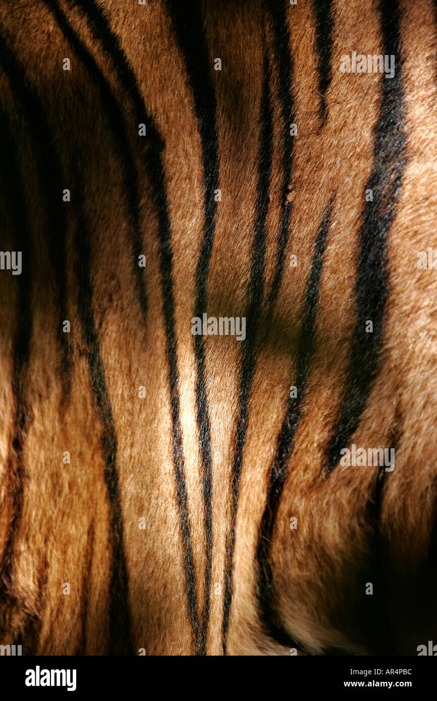 Coat of a tiger Panthera tigris Stock Photo - Alamy