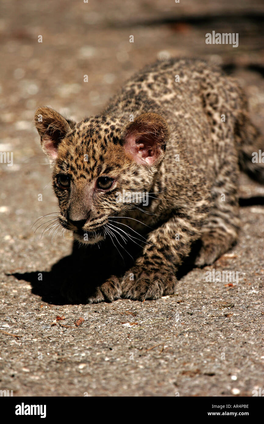A 3 month old leopard Panthera pardus Stock Photo - Alamy