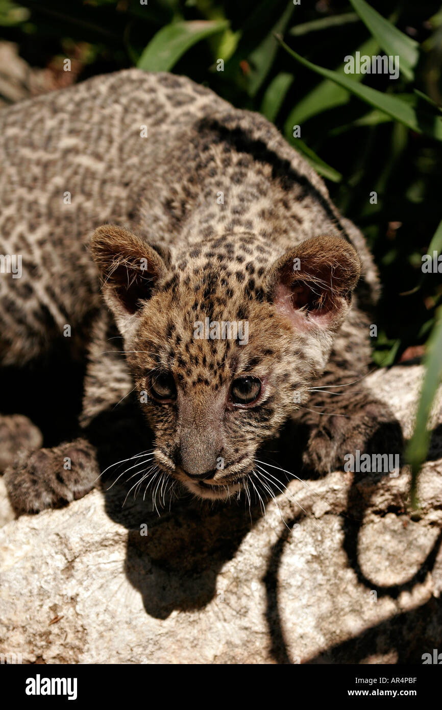 A 3 month old leopard Panthera pardus Stock Photo - Alamy